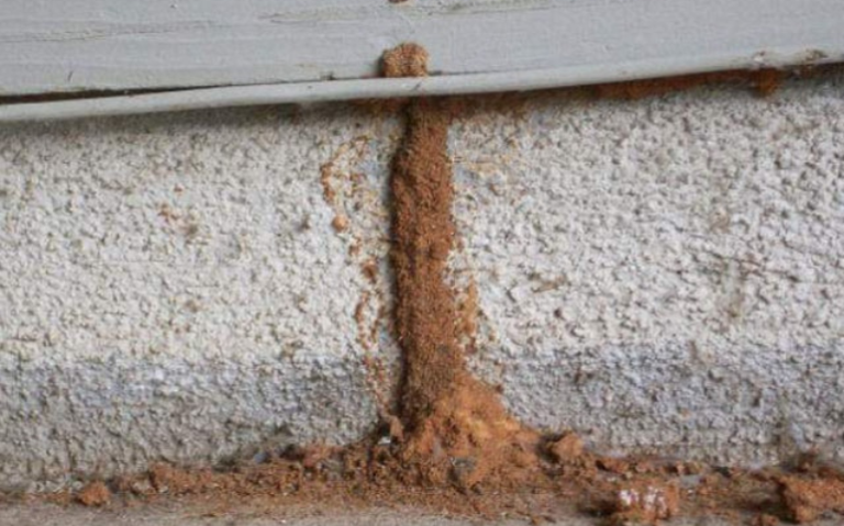 Everything You Should Know About Termite Tubes - Alta Pest Control