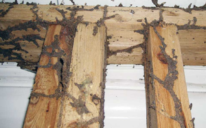 Everything You Should Know About Termite Tubes - Alta Pest Control