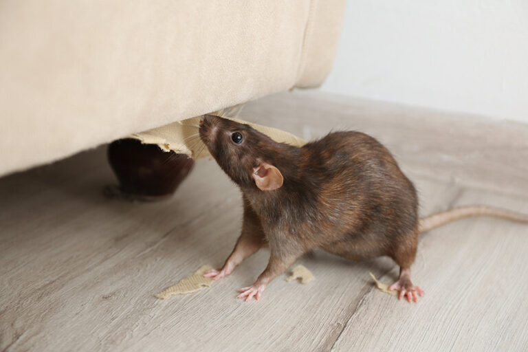 Can Mice Climb Walls? What Homeowners Need to Know