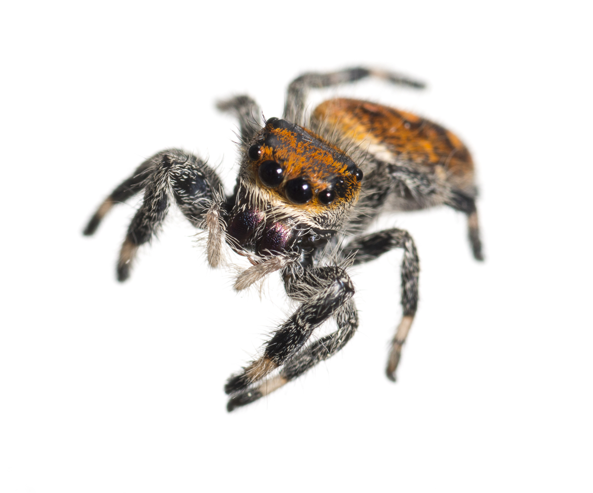 Do Jumping Spiders Bite? Jumping Spider FAQs Answered - Alta Pest Control