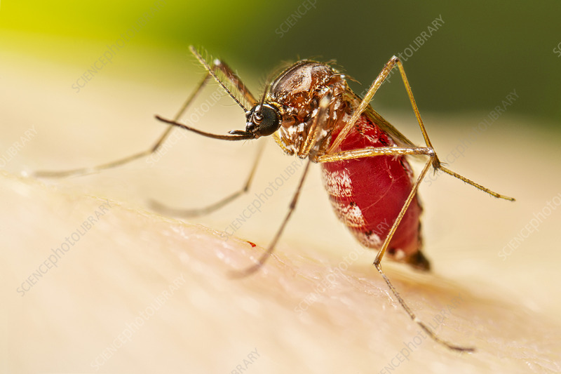 How Long Do Mosquitoes Live? - Alta Pest Control