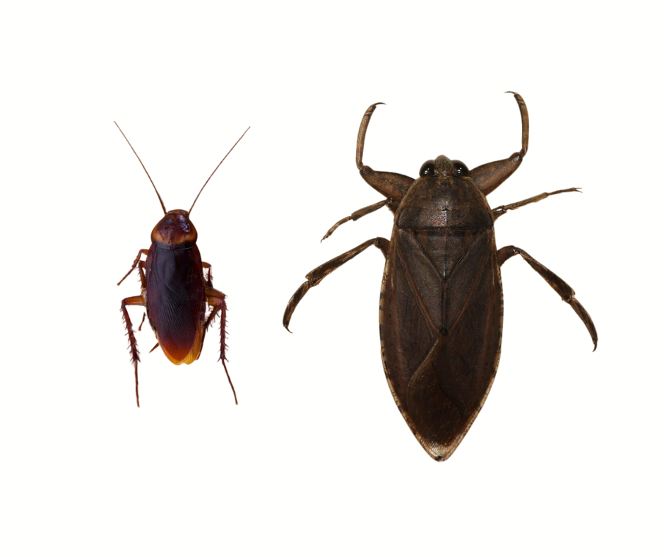 Differences Between Water Bugs and Cockroaches - Alta Pest Control