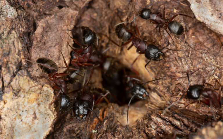 Carpenter Ants vs Black Ants: How to Tell the Difference – Alta Pest ...