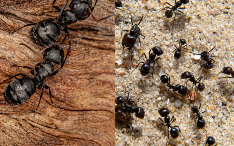 Carpenter Ants vs Black Ants: How to Tell the Difference – Alta Pest ...