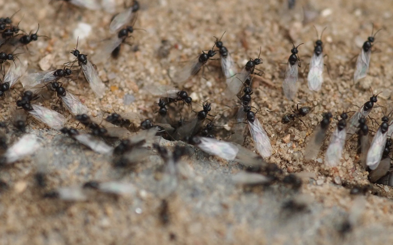 Flying Ants In The House Causes Treatment Prevention Flying Ants In The House Causes Treatment Prevention