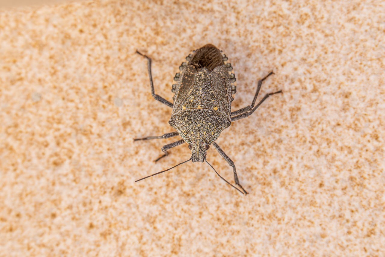 What Attracts Stink Bugs and How to Keep Them Away