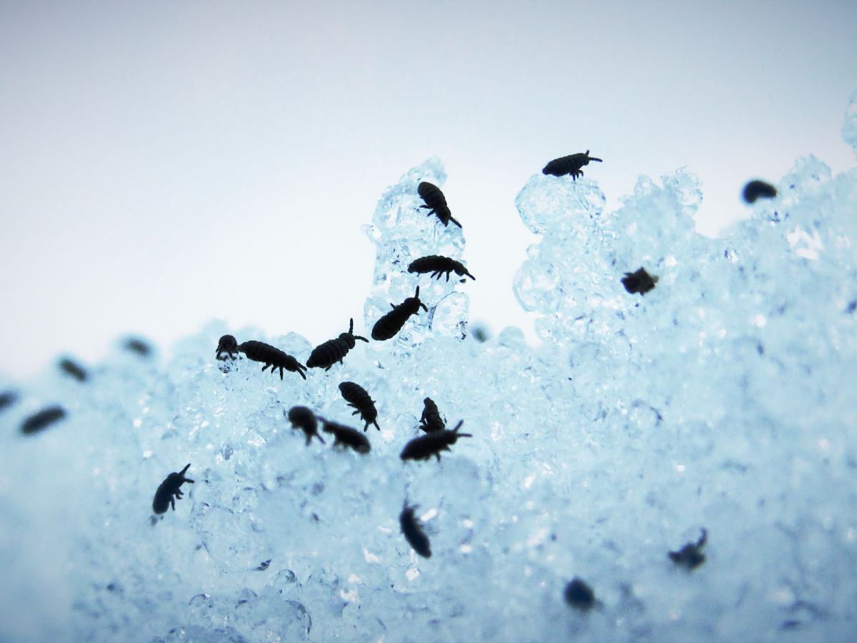 What Are Snow Fleas? - Alta Pest Control