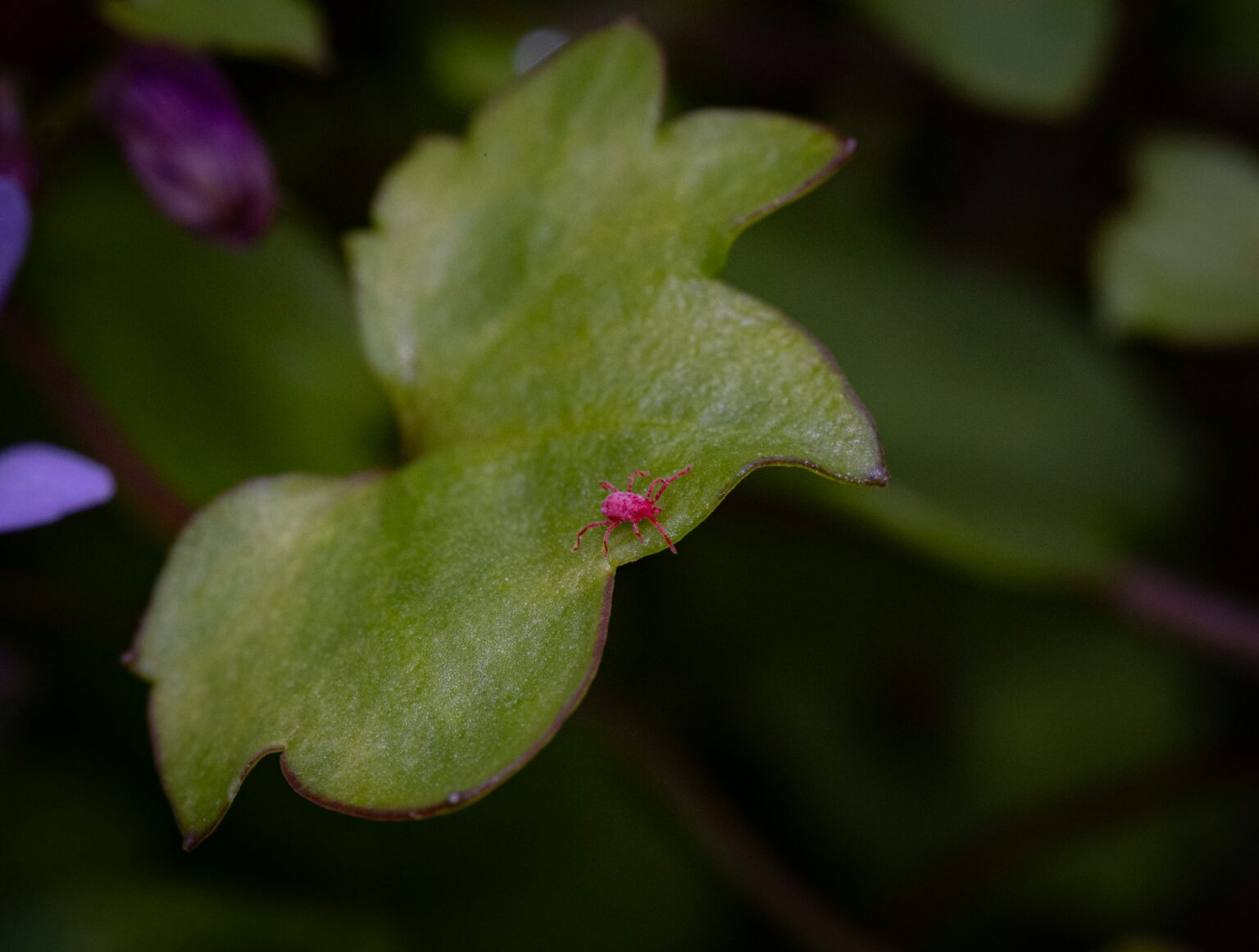 How To Get Rid Of Clover Mites Effectively And Safely - Alta Pest Control